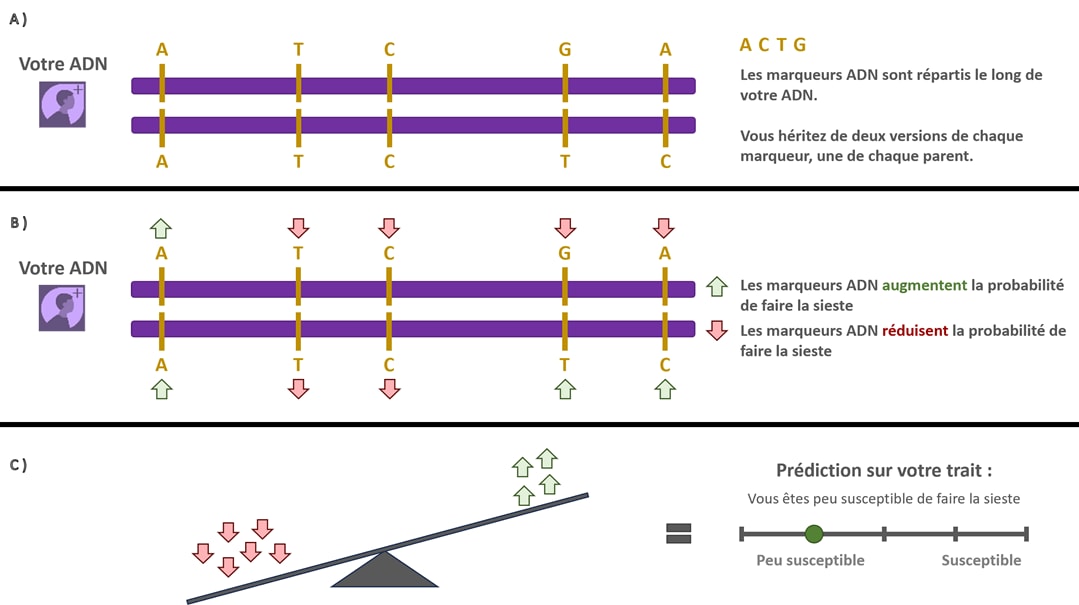 La science de l’héritage des traits par parent