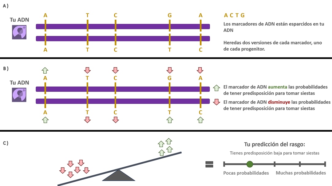 Qué dice la ciencia acerca de: Rasgos heredados según el progenitor