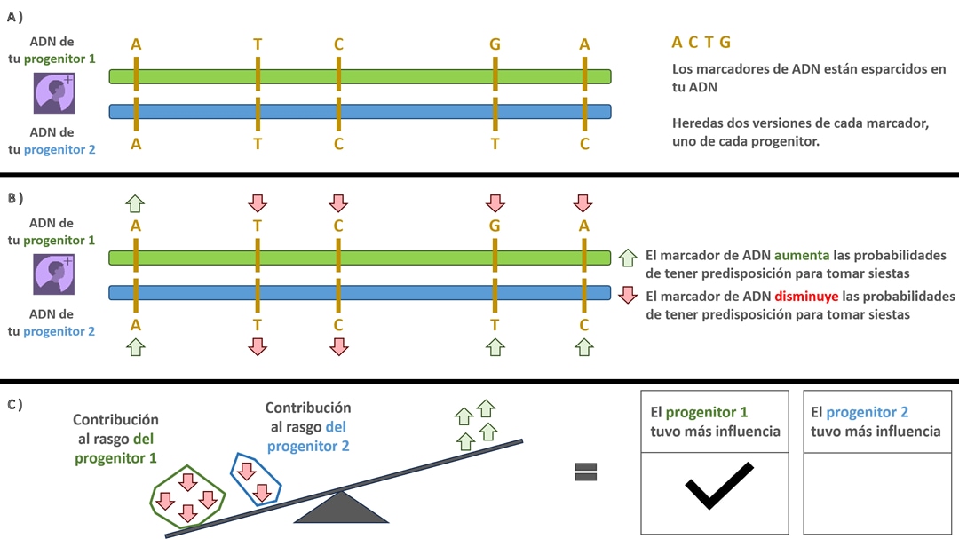 Qué dice la ciencia acerca de: Rasgos heredados según el progenitor