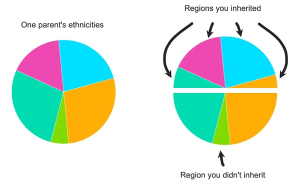 How SideView™ Technology Splits Your DNA Results by Parent