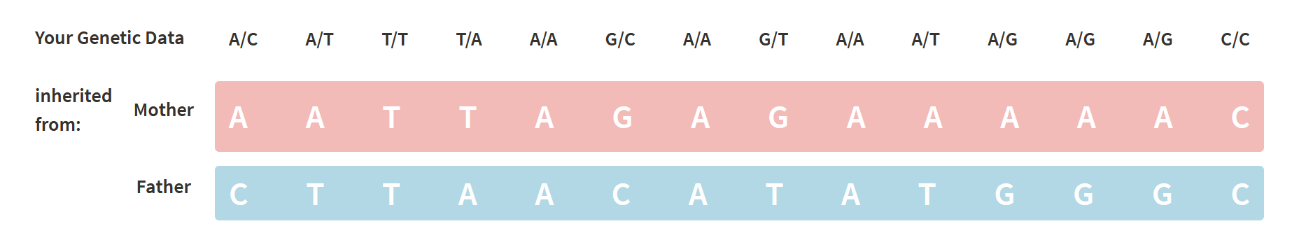 What is AncestryDNA® Matching? What is AncestryDNA® Matching?