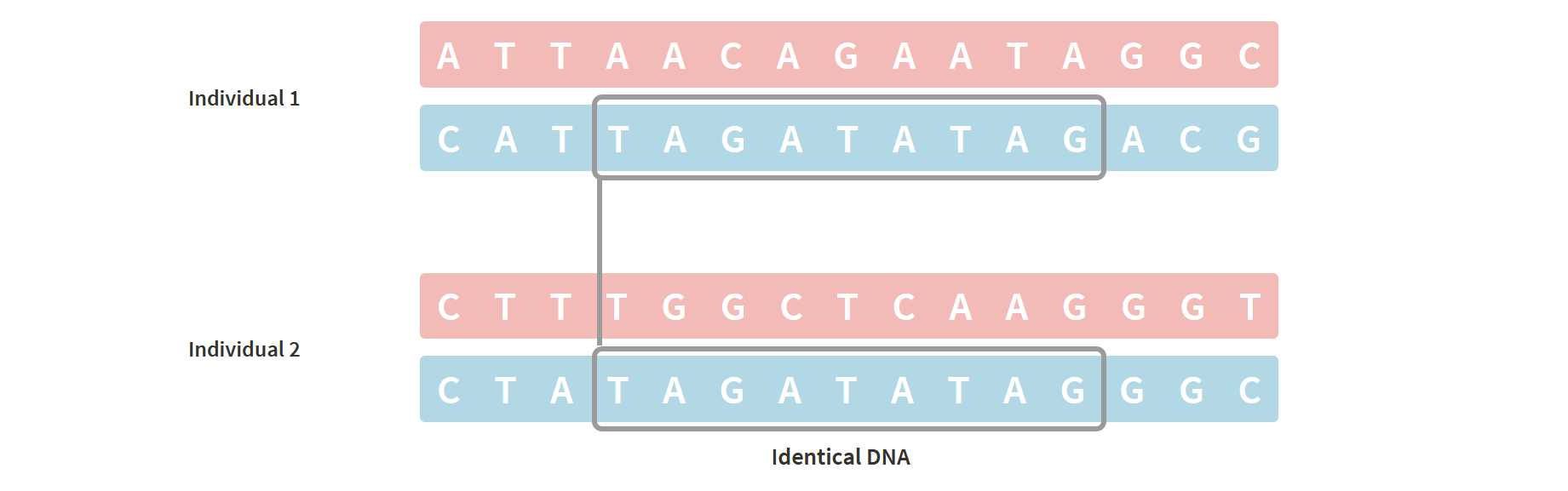 What is AncestryDNA® Matching? What is AncestryDNA® Matching?